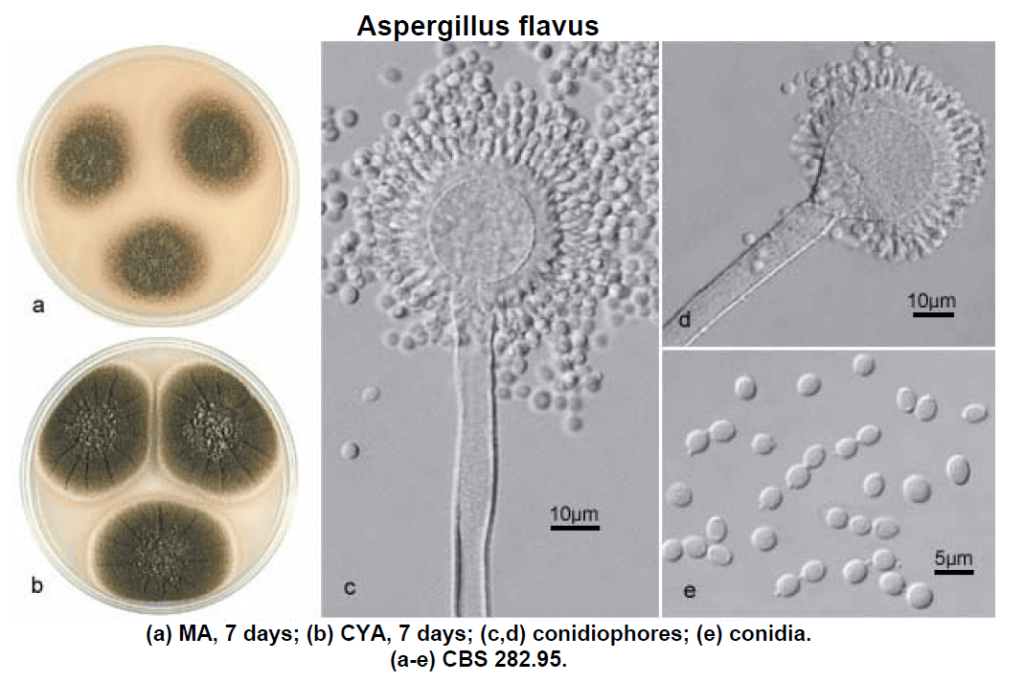 Mikrobielle Identifizierung von Hefe und Schimmelpilze